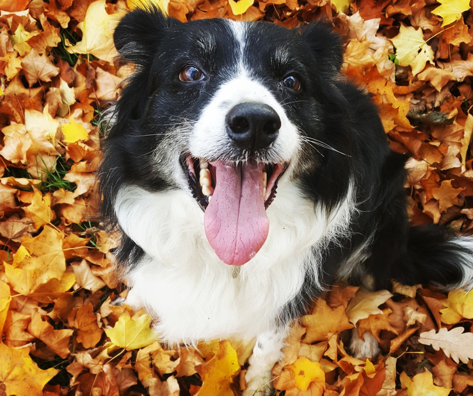 The Story of Doherty Dog Services - Doherty Dog Services
