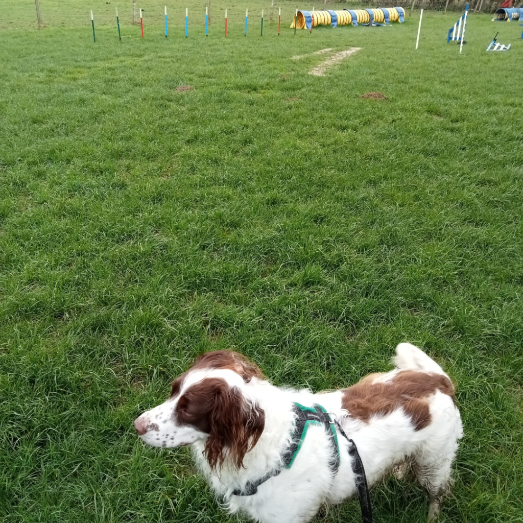 Duke's agility diary part 1 - Doherty Dog Services