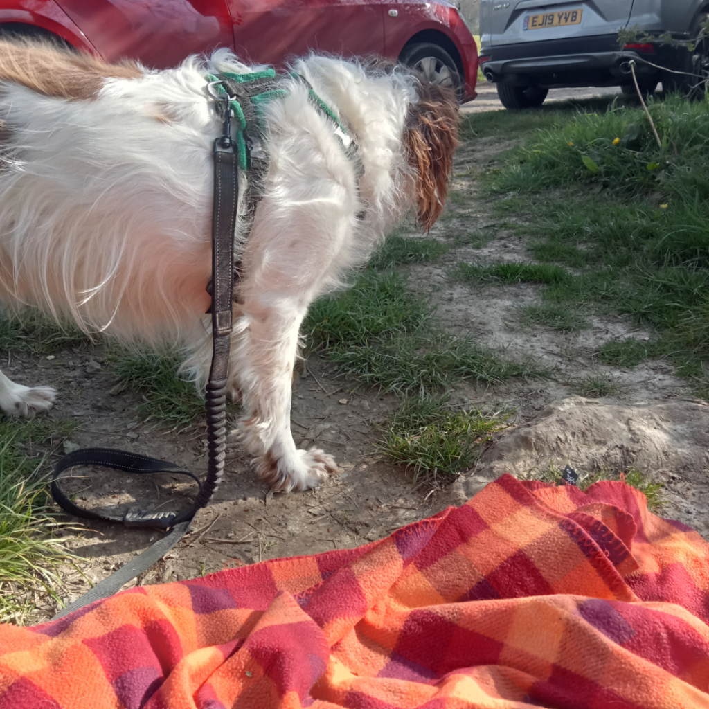 Duke’s Agility Diary part 3 - Doherty Dog Services