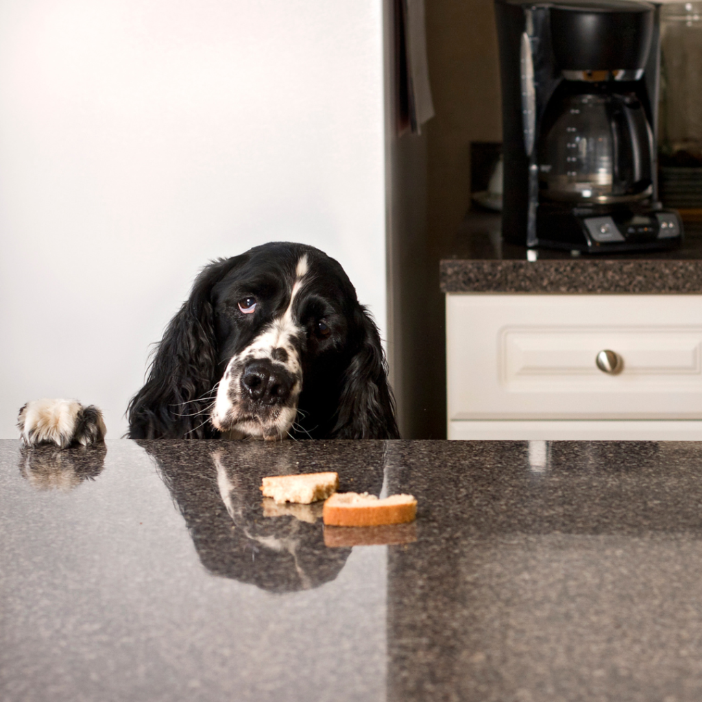 How do I stop my dog counter surfing? - Doherty Dog Services