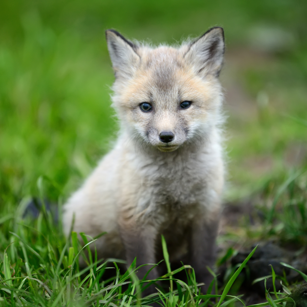 The Belyaev Fox Project - Doherty Dog Services