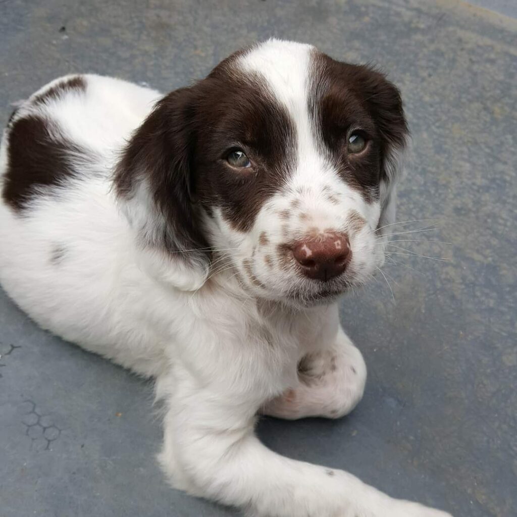 6 things I've learnt in 6 years with Duke Silver - Doherty Dog Services