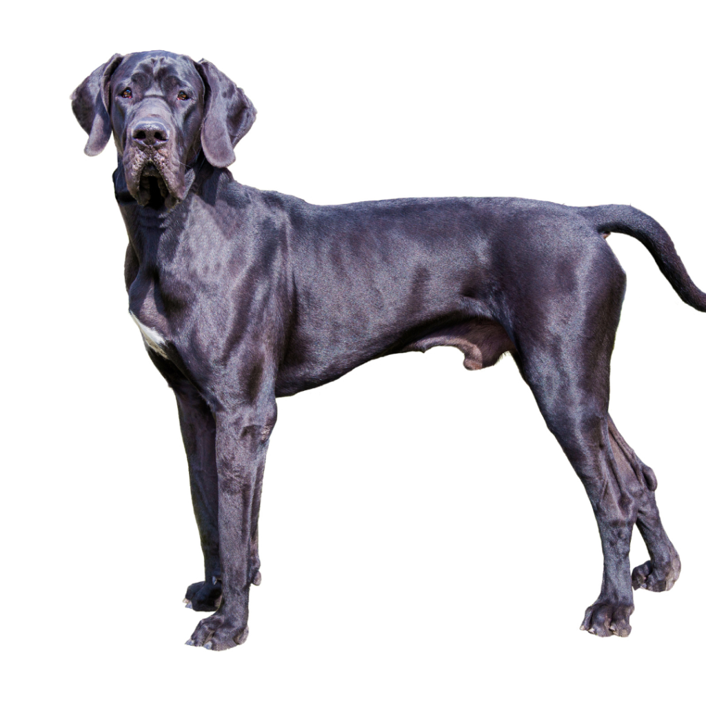 Working Group Dogs - Doherty Dog Services