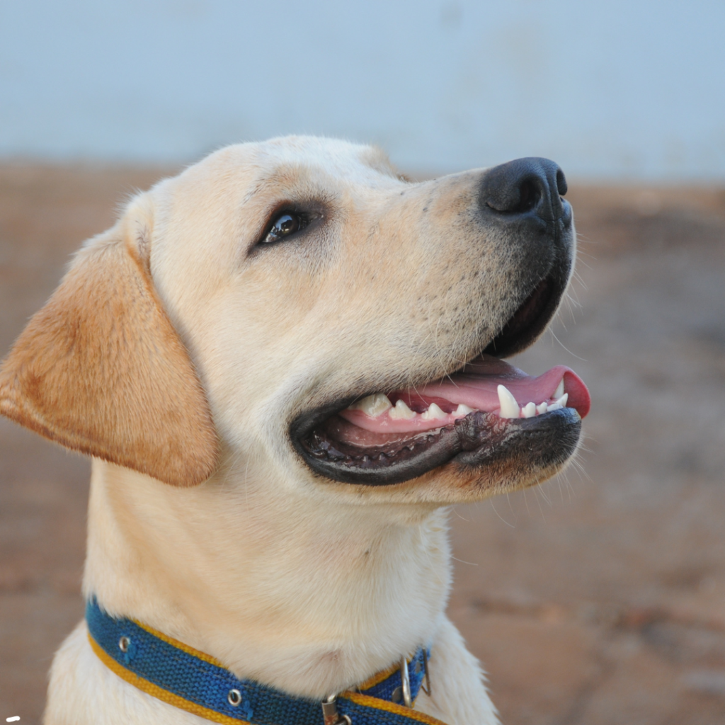 Britain's top 10 most popular dog breeds - Doherty Dog Services